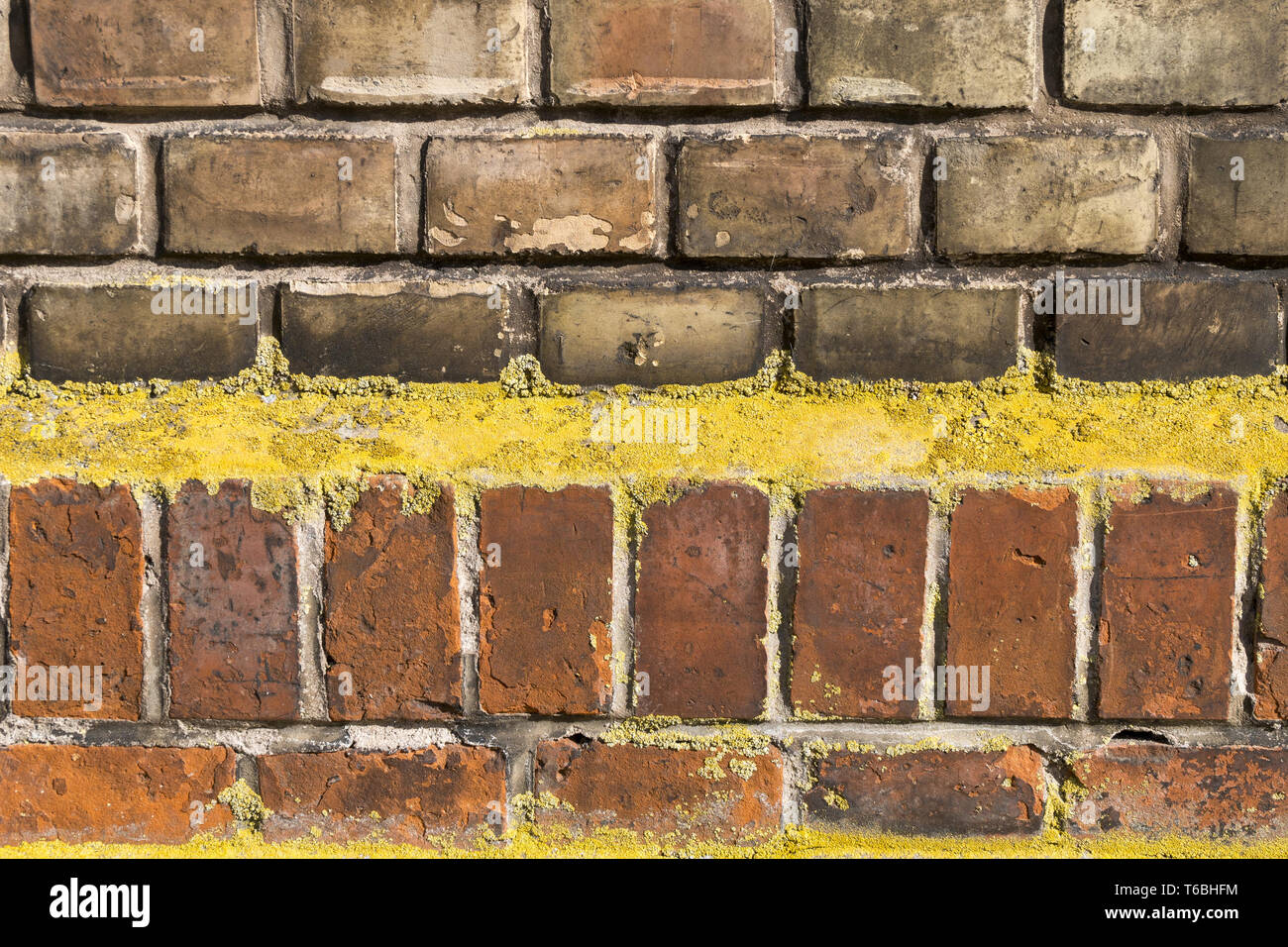 Lichen yellow hi-res stock photography and images - Alamy
