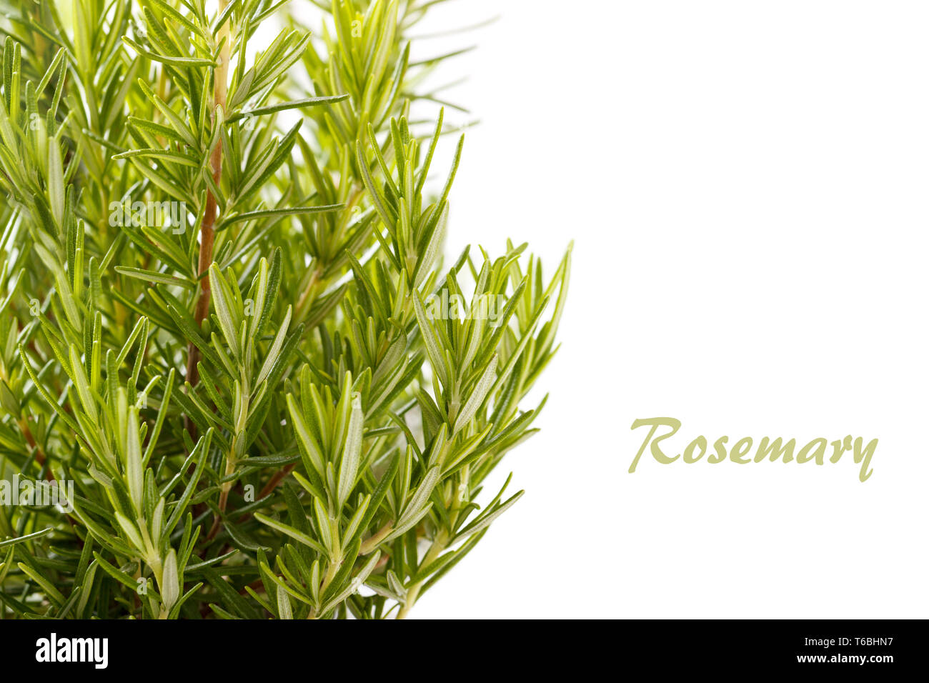 Fresh Rosemary Herb Stock Photo - Alamy