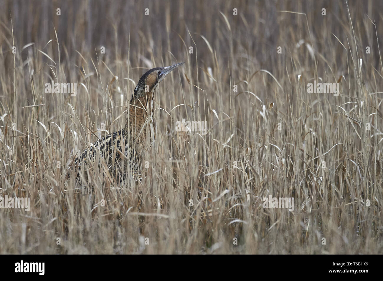 Common bittern, Botaurus stellaris Stock Photo - Alamy