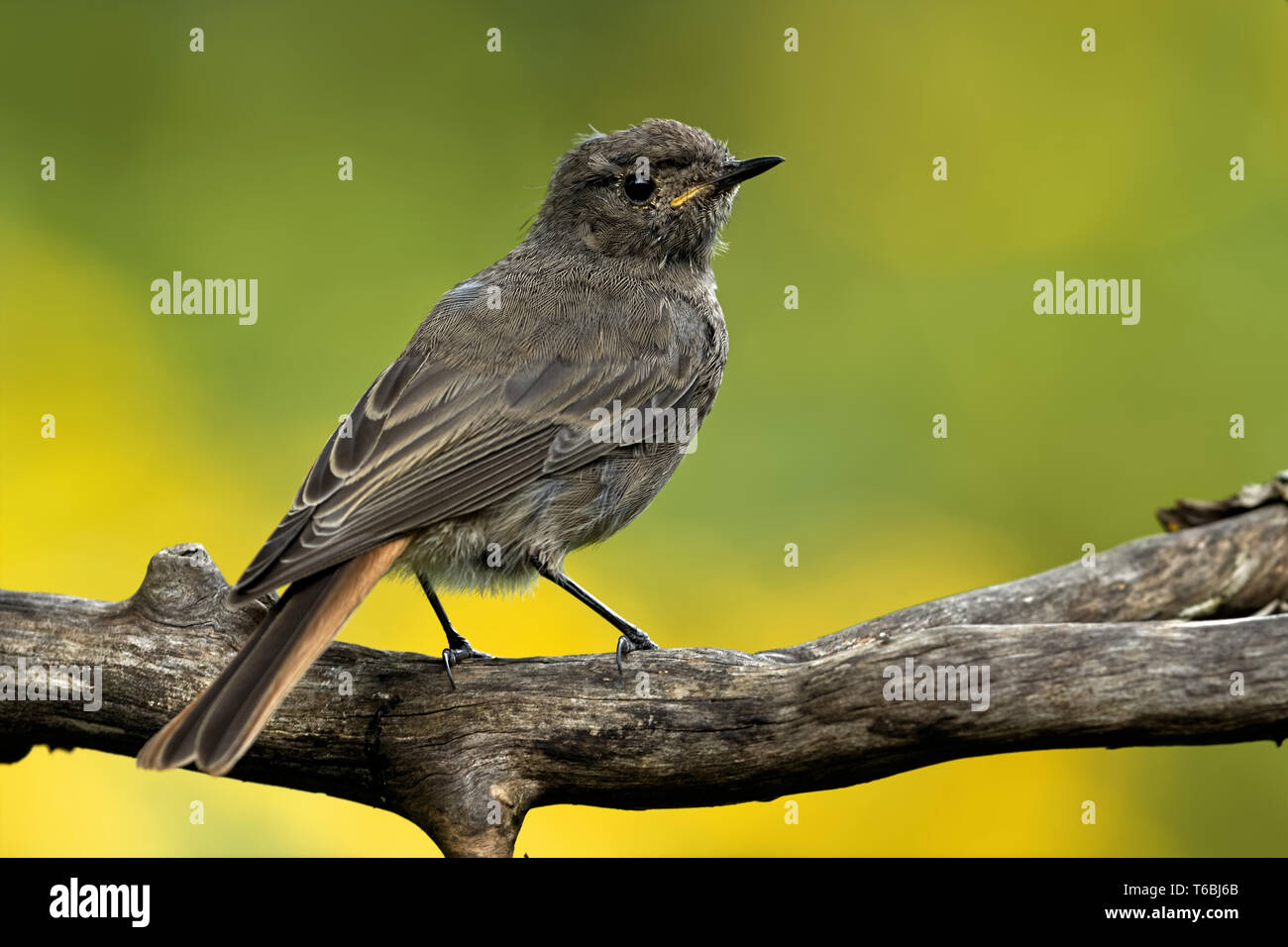 Young black redstart Stock Photo - Alamy