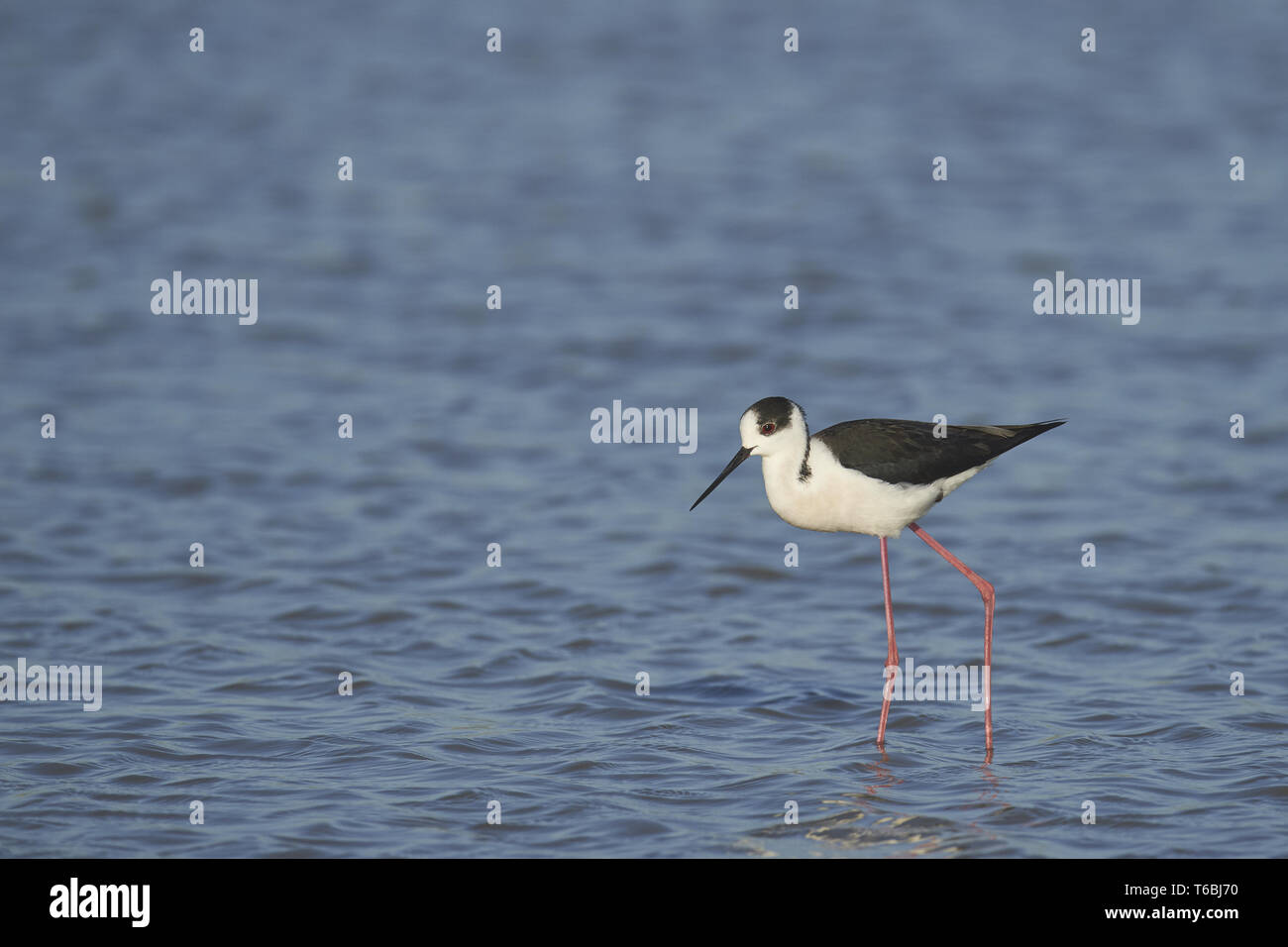 Common Stilt, Himantopus himantopus, North Sea, Europe Stock Photo - Alamy