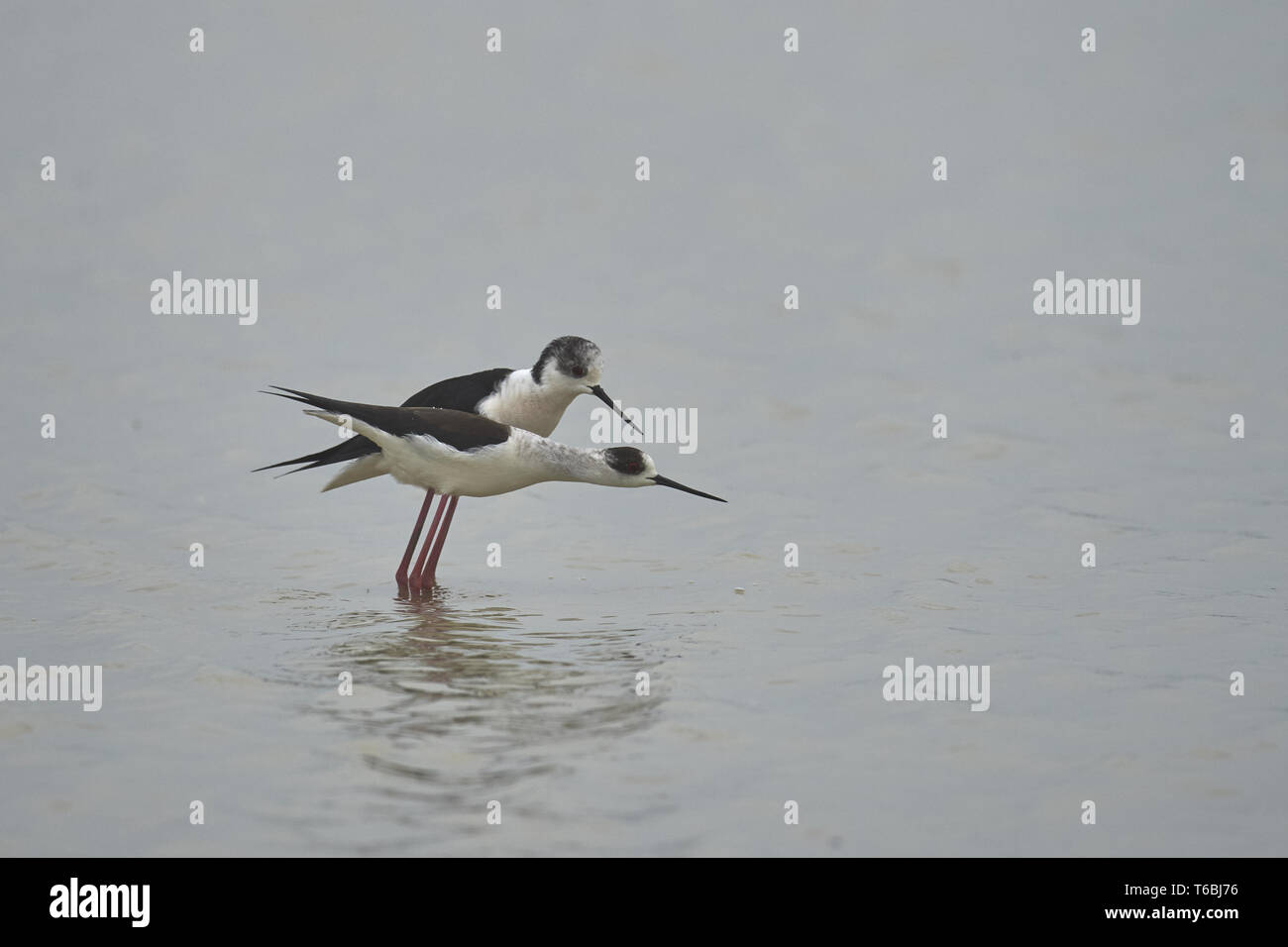 Common Stilt, Himantopus himantopus, North Sea, Europe Stock Photo - Alamy