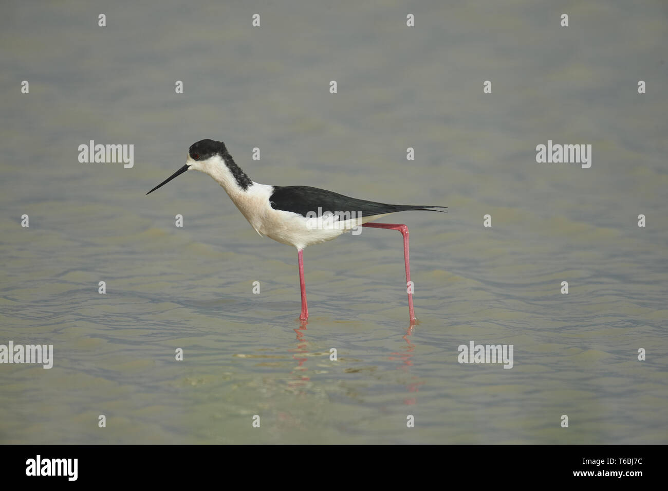 Common Stilt, Himantopus himantopus, North Sea, Europe Stock Photo - Alamy