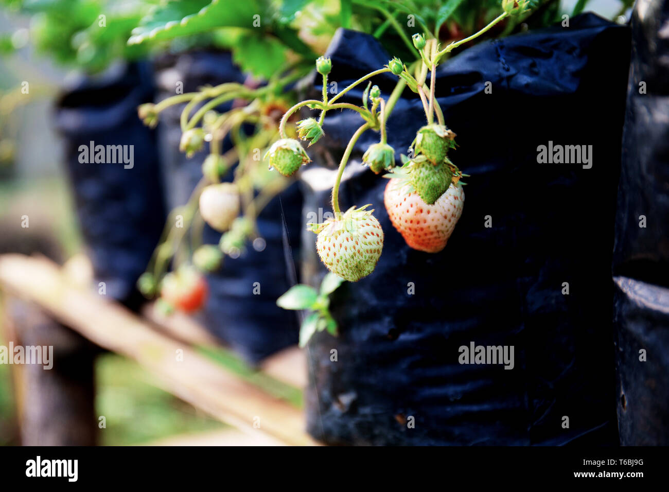 Alpine strawberry tree hi-res stock photography and images - Alamy