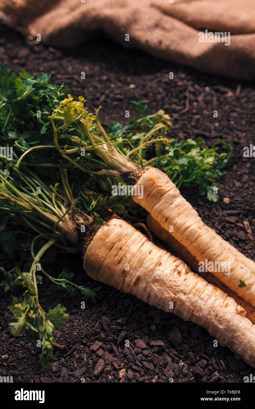 Root growing soil hi-res stock photography and images - Alamy