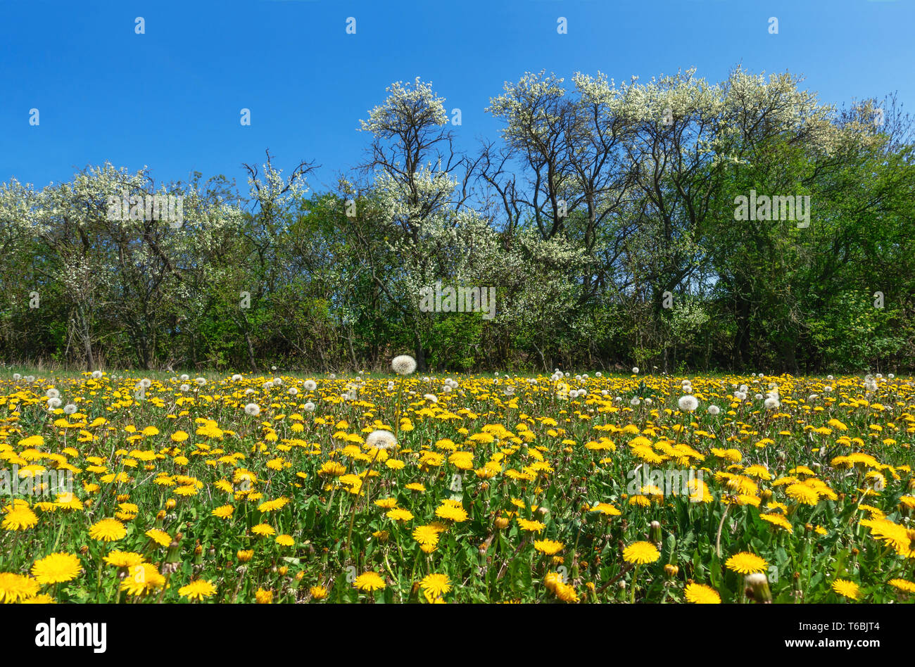 Row of bushes hi-res stock photography and images - Alamy