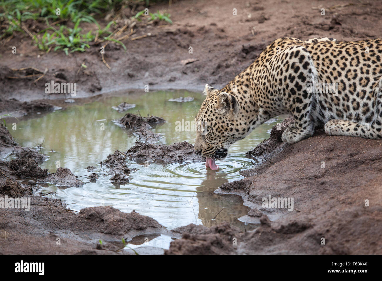 A leopard, Panthera pardus, lies down to lap water up from a puddle ...