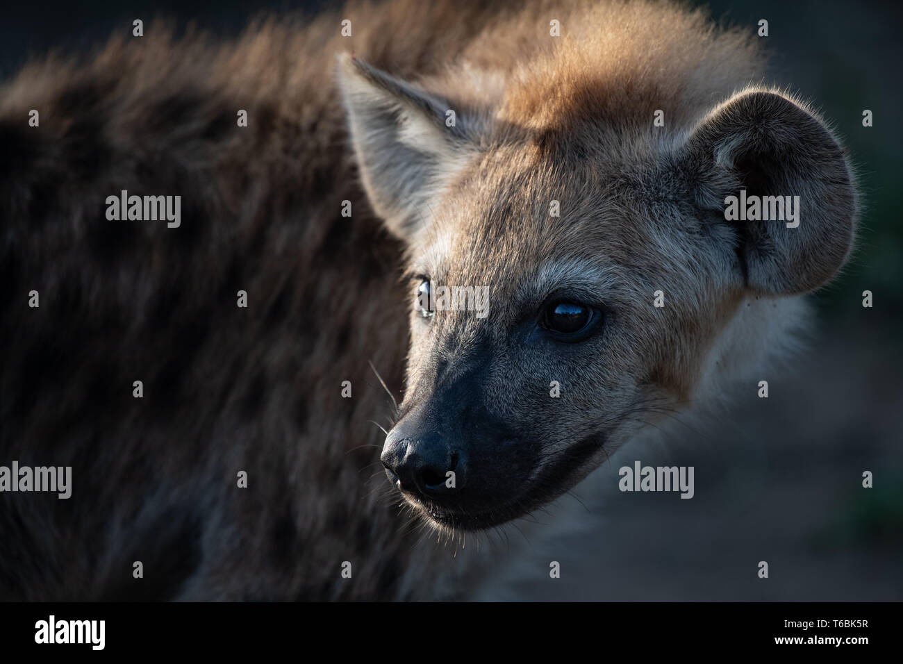 A spotted hyena cub's face, Crocuta crocuta Stock Photo - Alamy