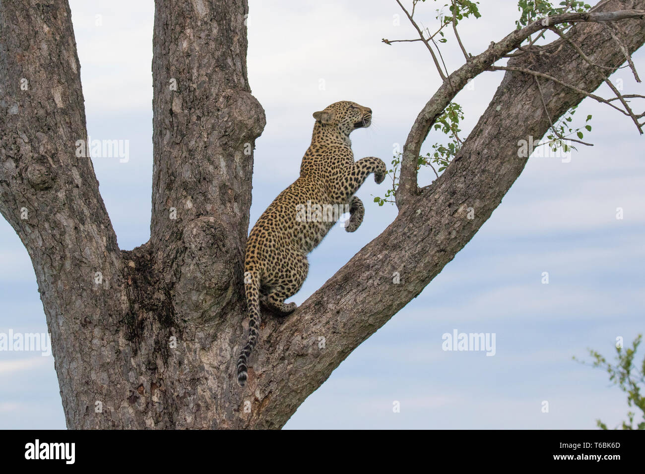 A leopard, Panthera pardus, stands on its hind legs in the fork of a ...