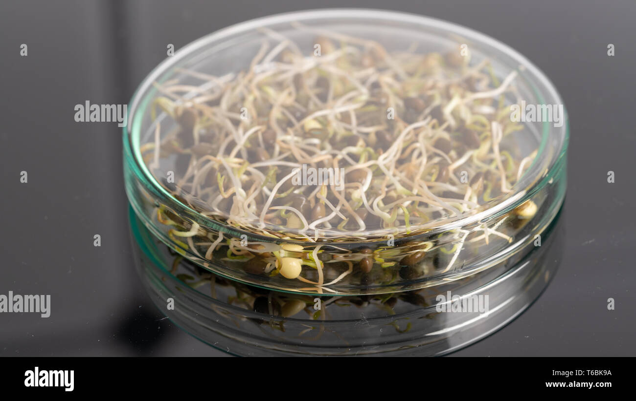 Microgreen sprouts quality control in Sanitary and epidemiological ...