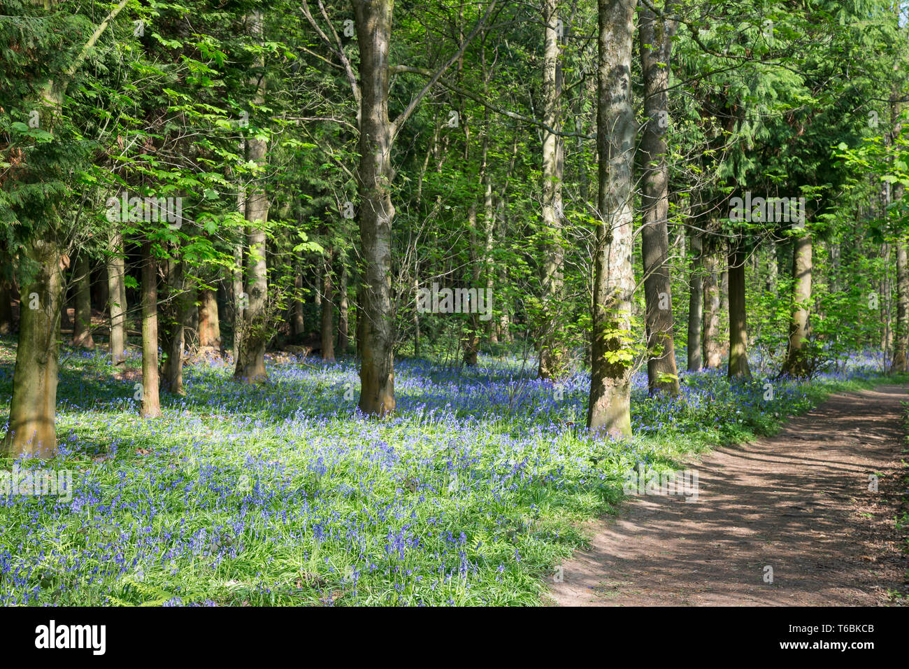 English bluebell in flower hi-res stock photography and images - Alamy