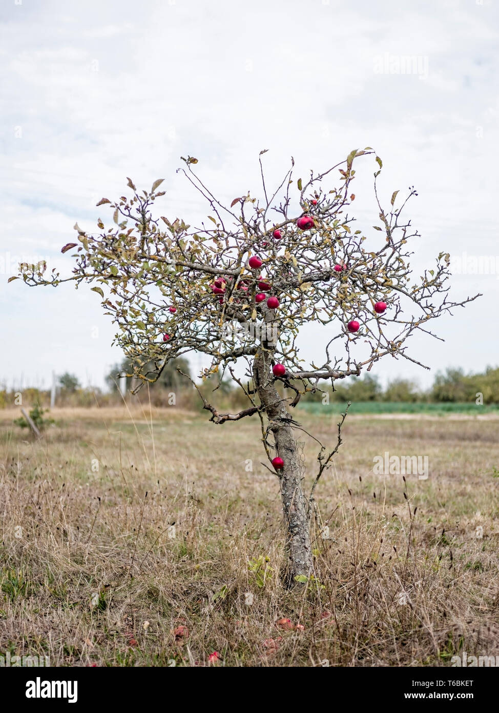 Artistic apple tree hi-res stock photography and images - Alamy