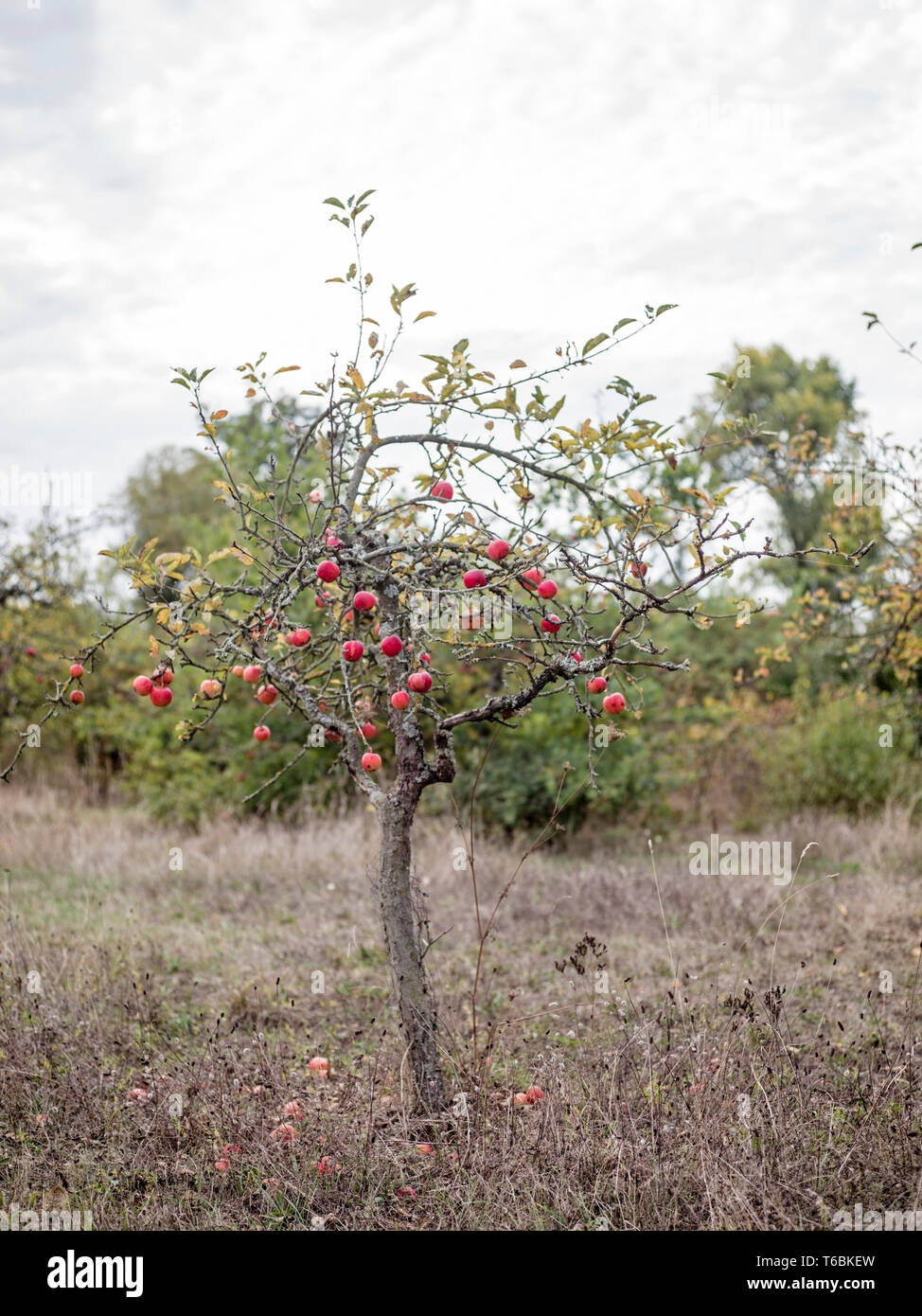 Small apple tree right before harvest low DOF Stock Photo - Alamy