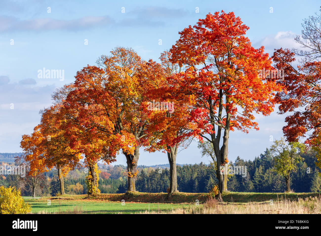Autumn landscape with fall colored trees Stock Photo - Alamy