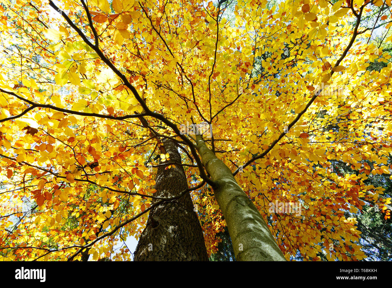 autumn colored tree top in fall season Stock Photo - Alamy