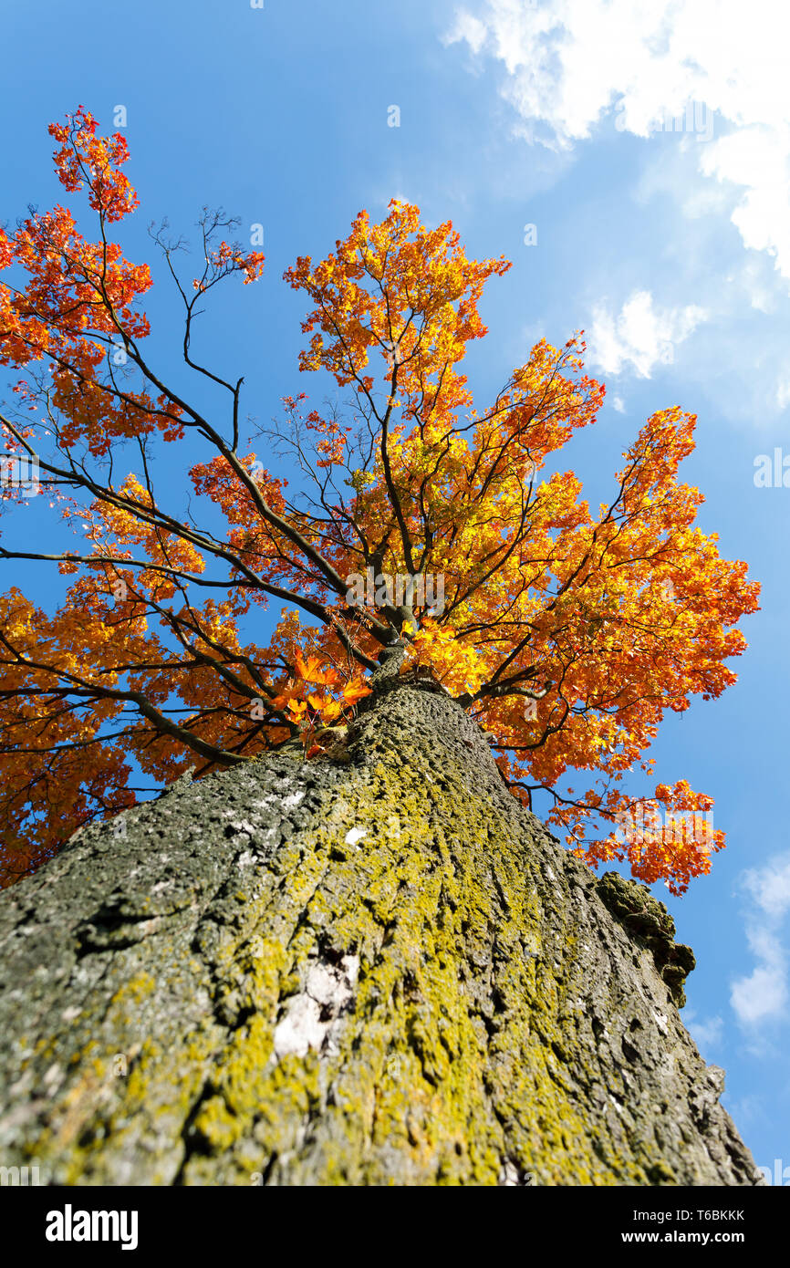 Tree top in fall hi-res stock photography and images - Alamy
