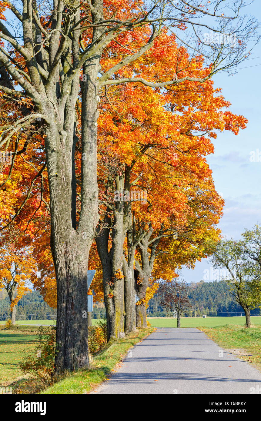 Autumn landscape with fall colored trees Stock Photo - Alamy
