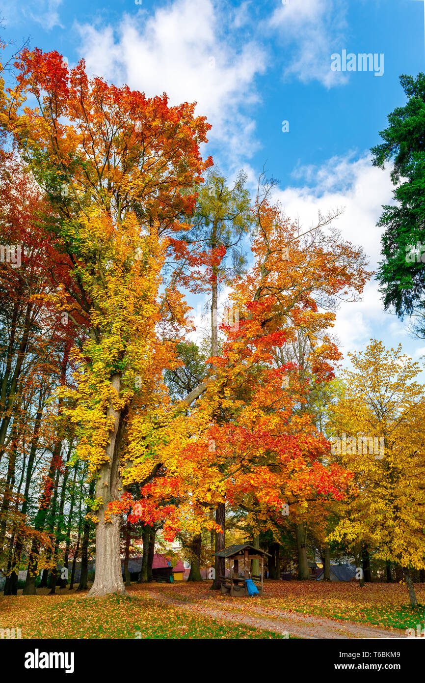 Autumn landscape with fall colored trees Stock Photo - Alamy