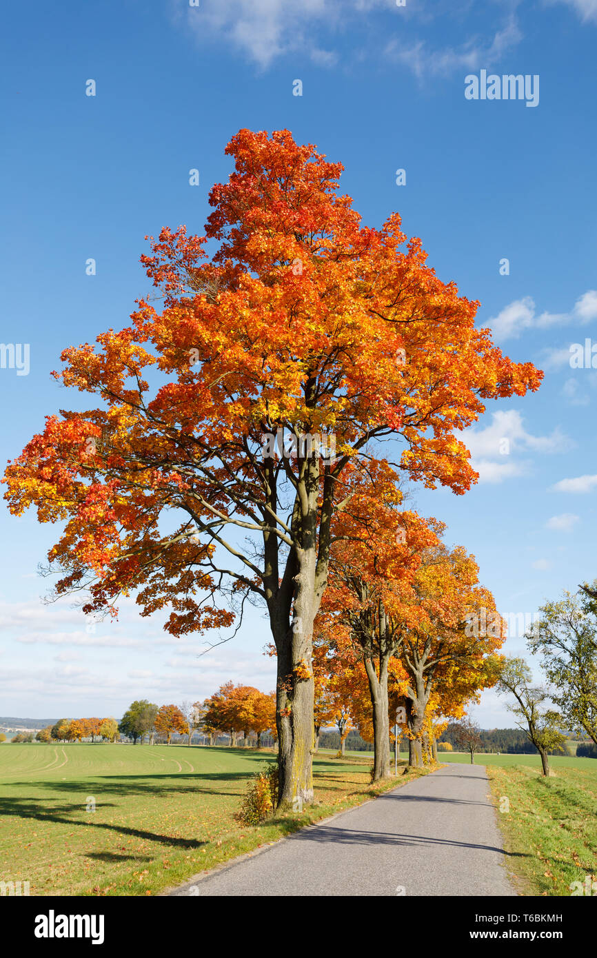 Autumn landscape with fall colored trees Stock Photo - Alamy