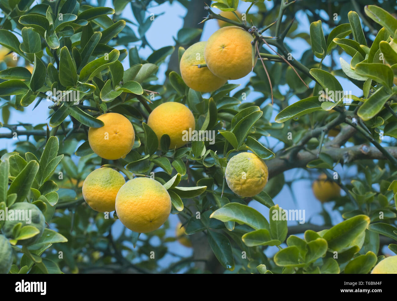 Citrus trifoliata poncirus trifoliata hi-res stock photography and ...