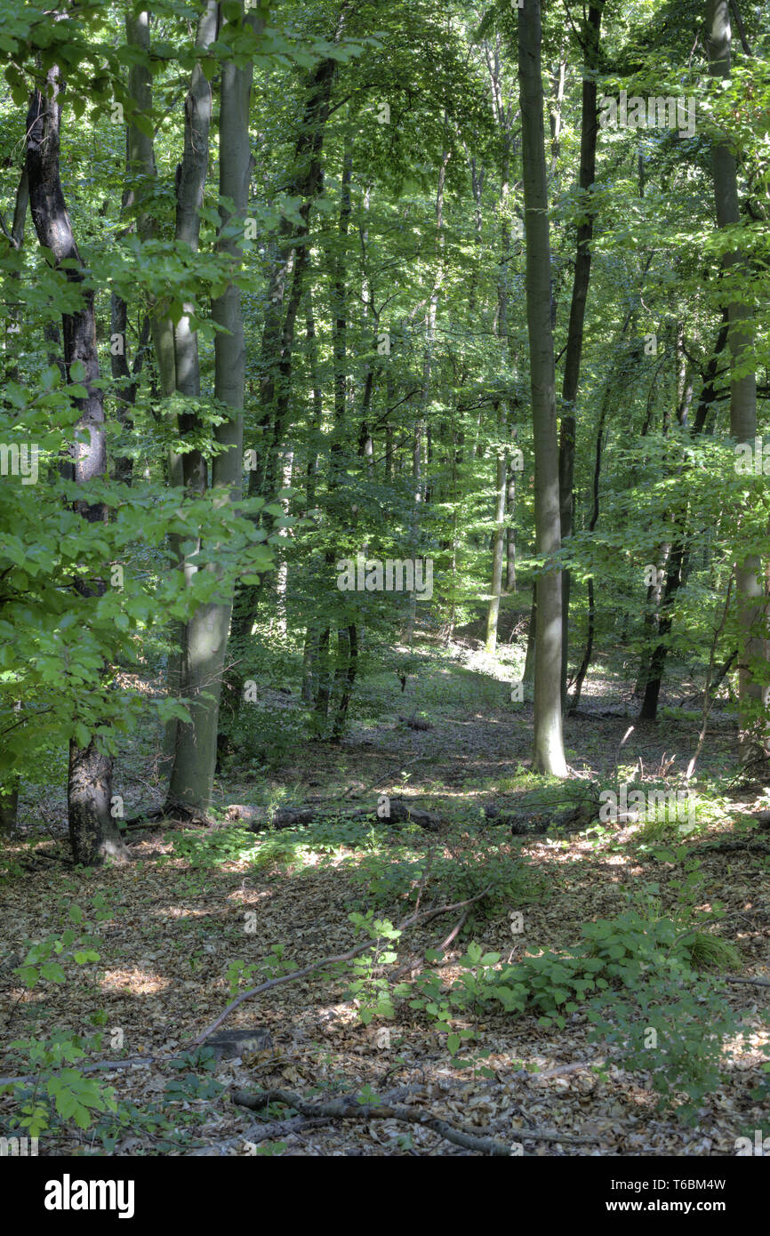 Oak Forest Way Stock Photo - Alamy