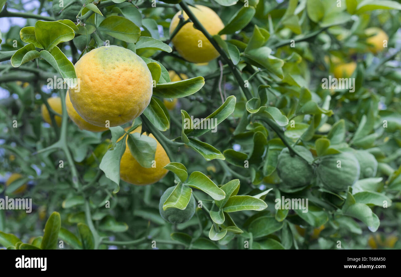 Japanese citrus fruit hi-res stock photography and images - Alamy