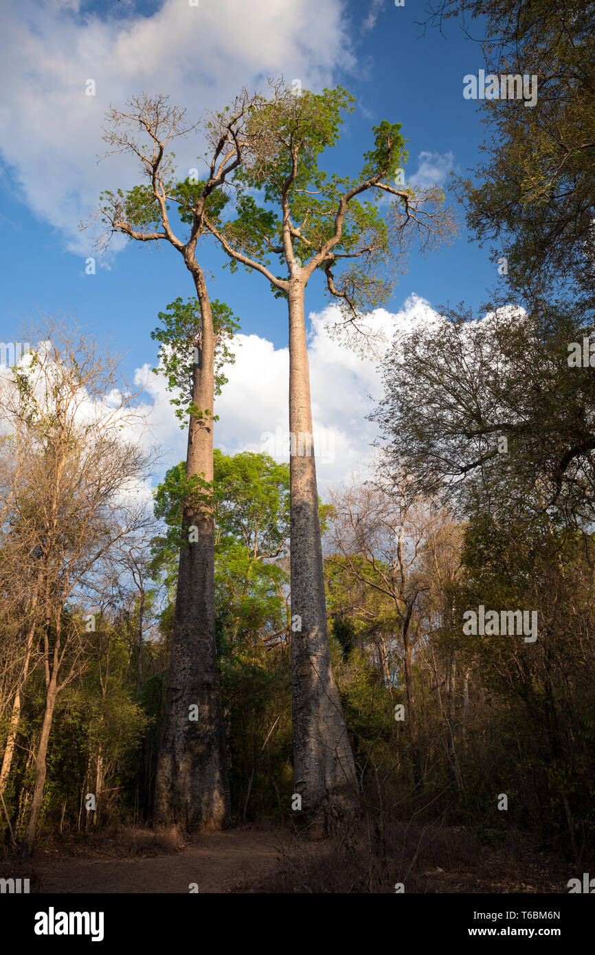 Ankarafantsika national park hi-res stock photography and images - Alamy