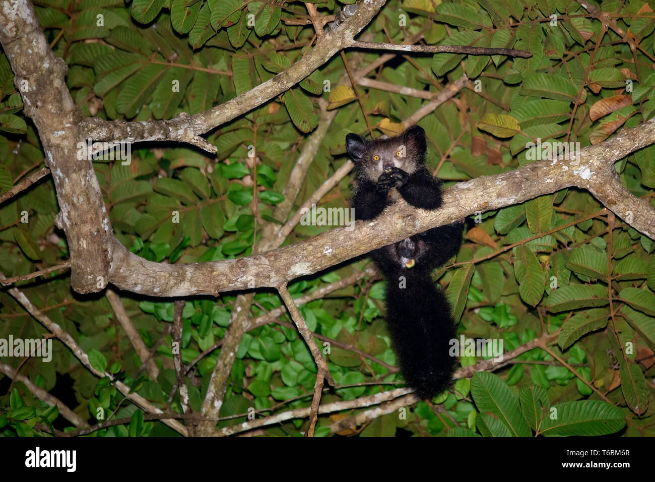 Aye aye daubentonia madagascariensis hi-res stock photography and ...
