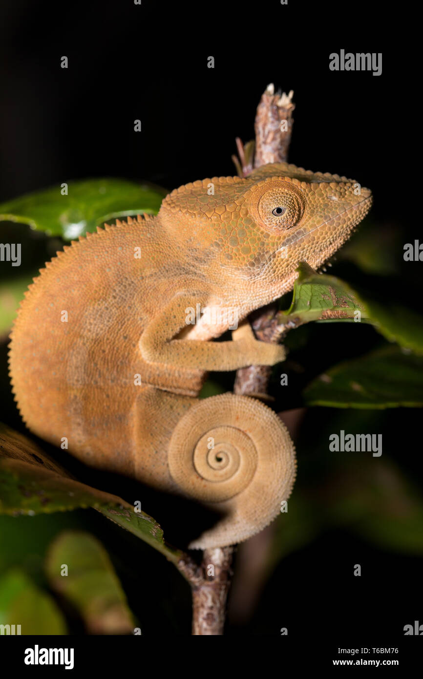 Parson chameleons hi-res stock photography and images - Alamy