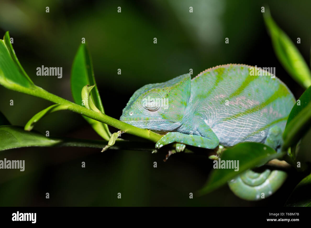 Parson's chameleon (Calumma parsonii Stock Photo - Alamy