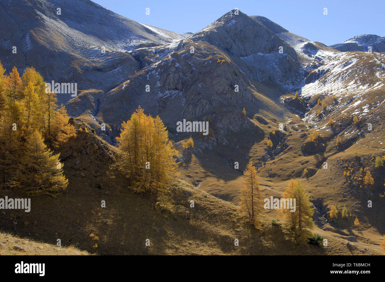 Larches hi-res stock photography and images - Alamy
