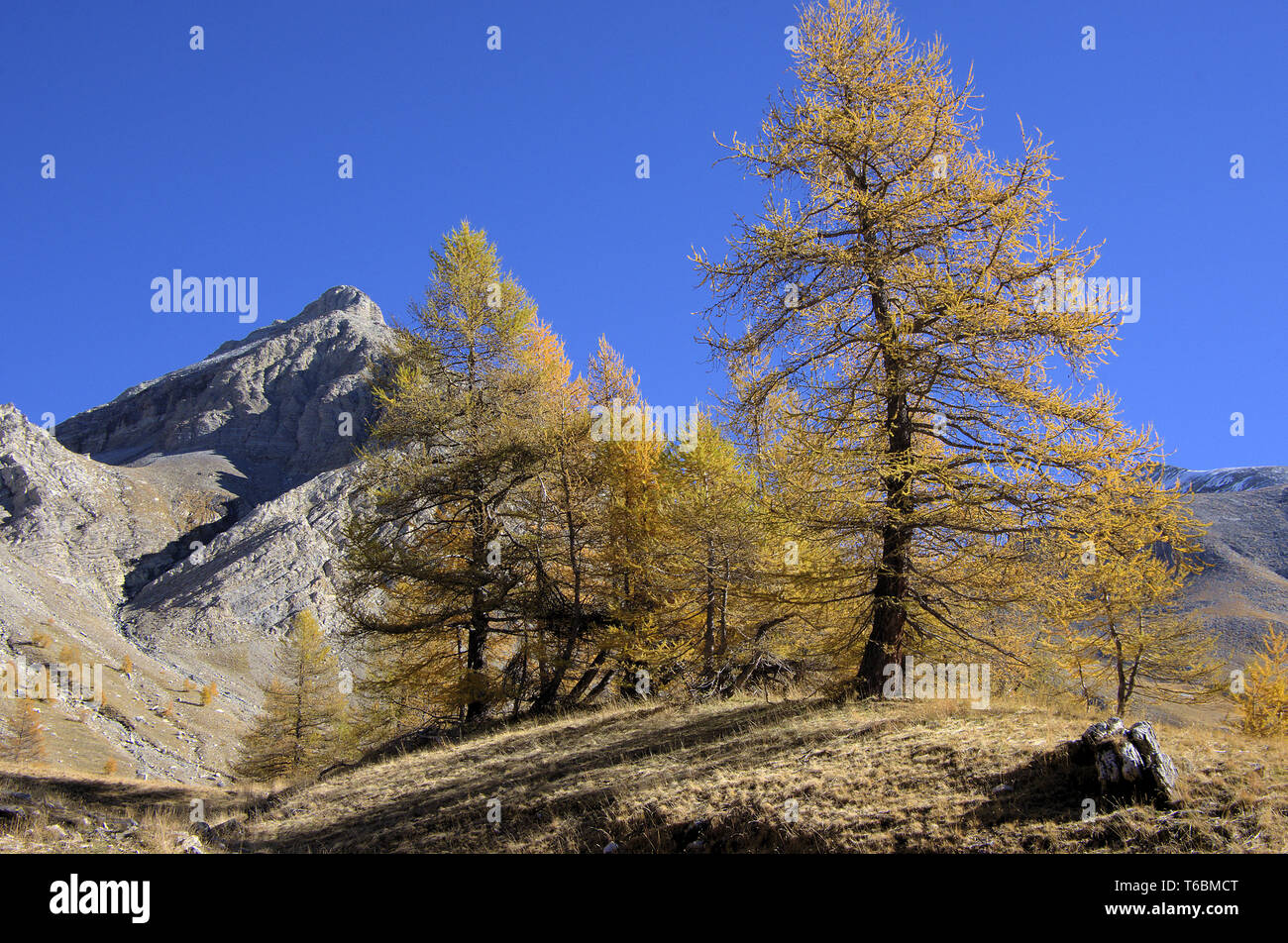 Larches in autumn Stock Photo - Alamy