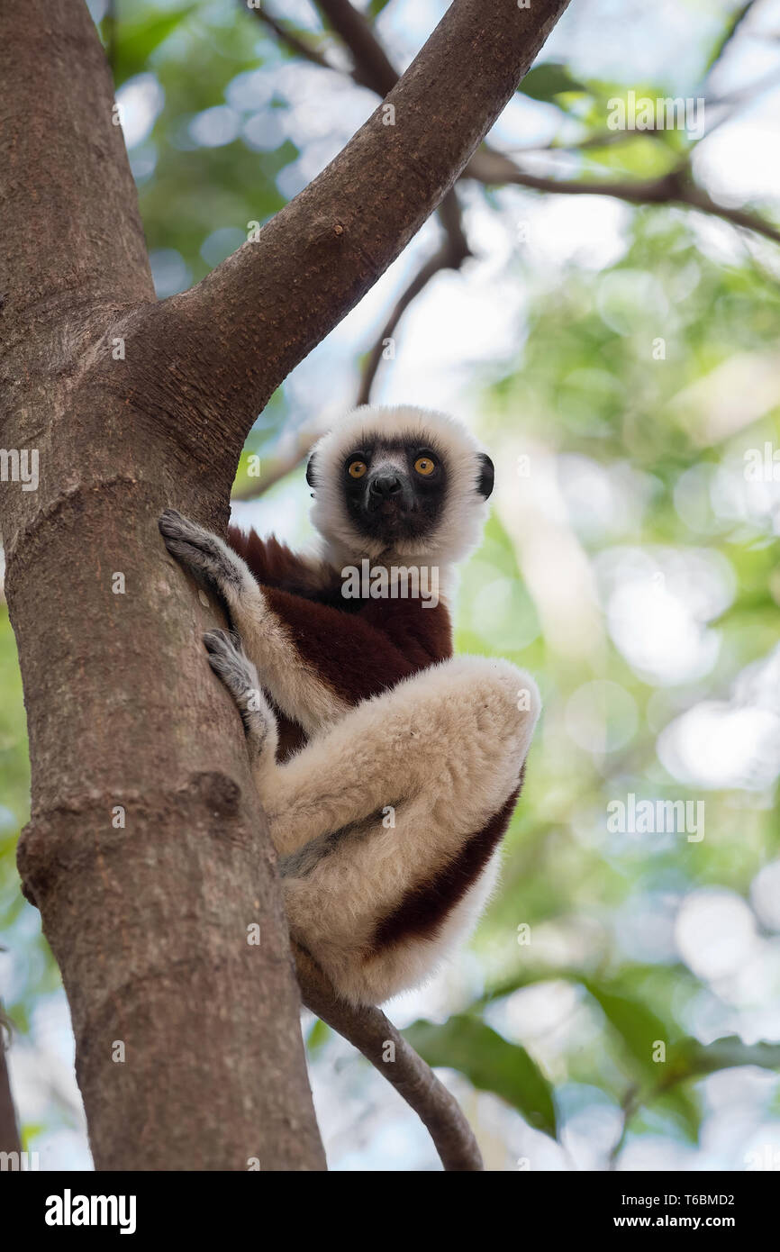 Propithecus coquereli propithecus coquereli lemurs hi-res stock ...