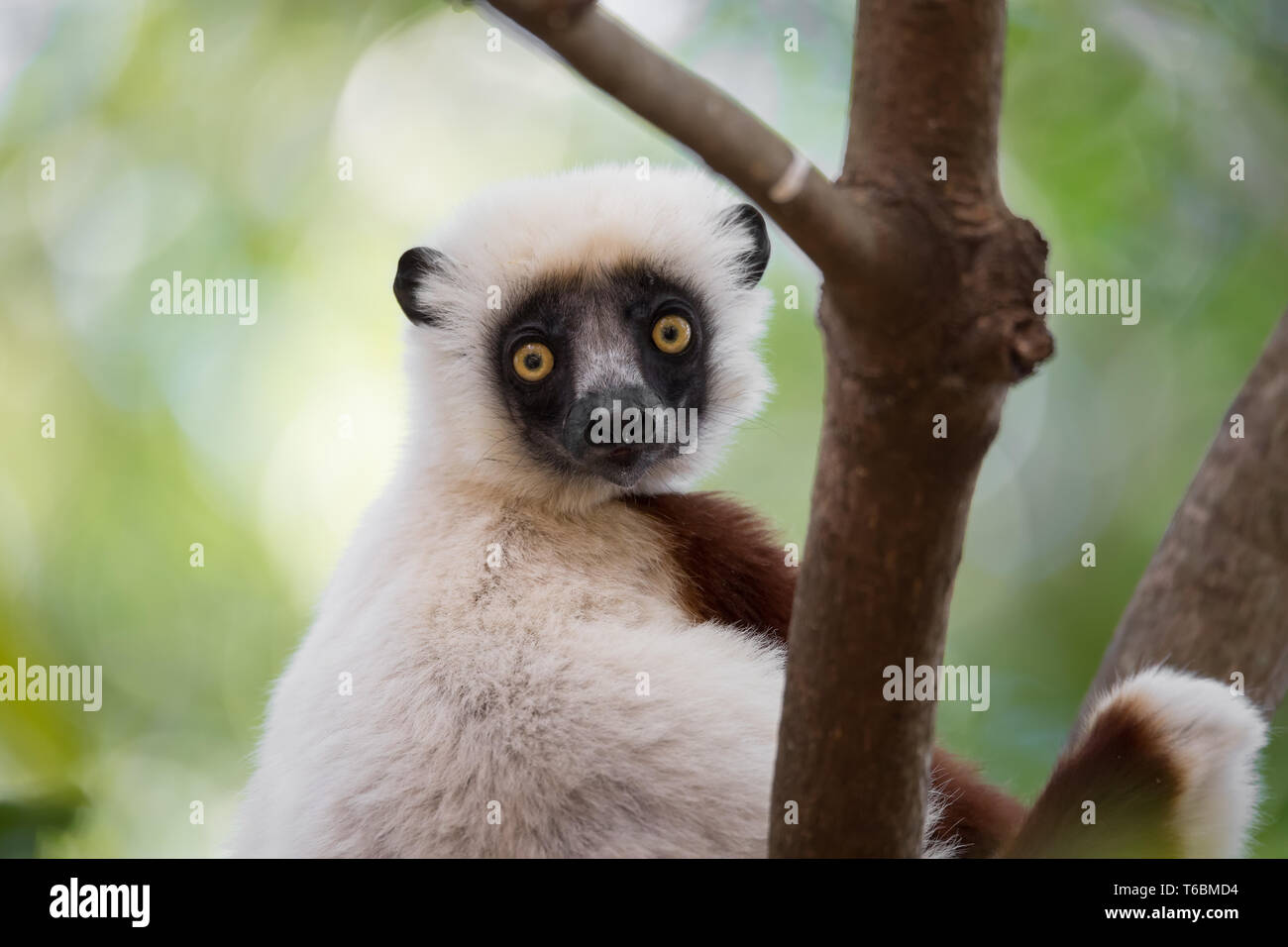 Propithecus verreauxi coquereli hi-res stock photography and images - Alamy