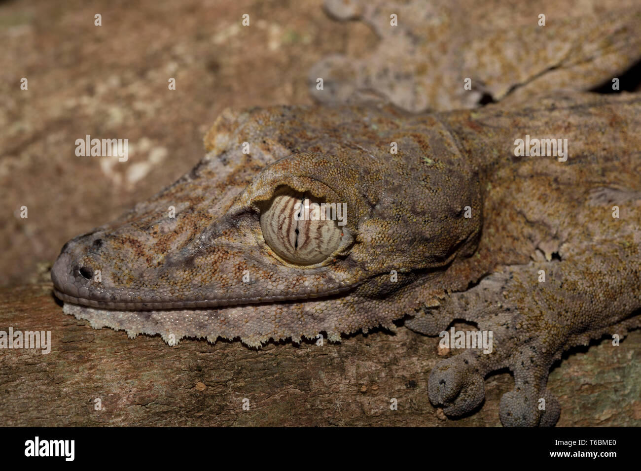 Giant leaf-tailed gecko, Uroplatus fimbriatus Stock Photo - Alamy