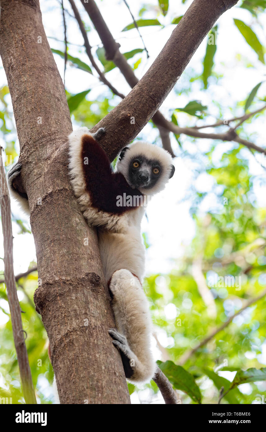 Propithecus verreauxi coquereli hi-res stock photography and images - Alamy