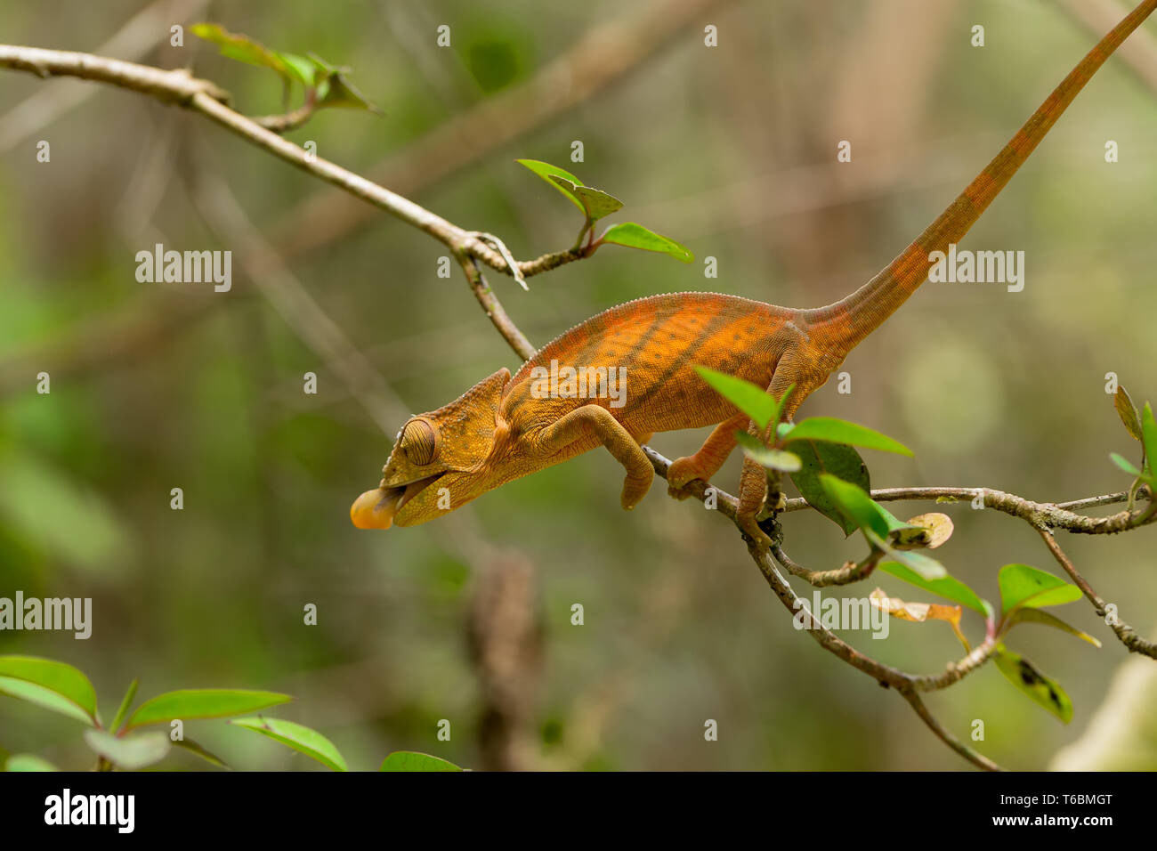 Parson's chameleon (Calumma parsonii Stock Photo - Alamy