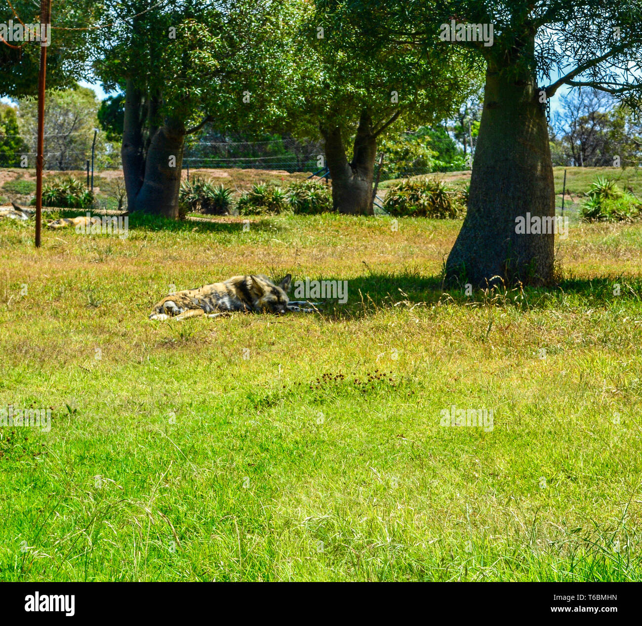 Sleeping under the tree hi-res stock photography and images - Alamy