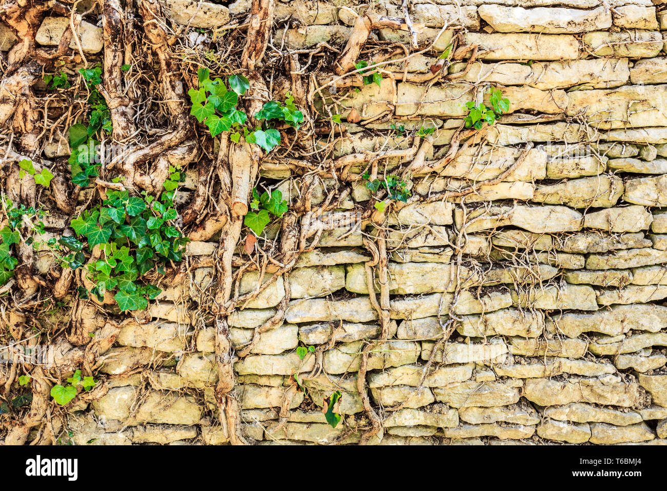 tree with tangled roots climbing on old rock wall Stock Photo - Alamy