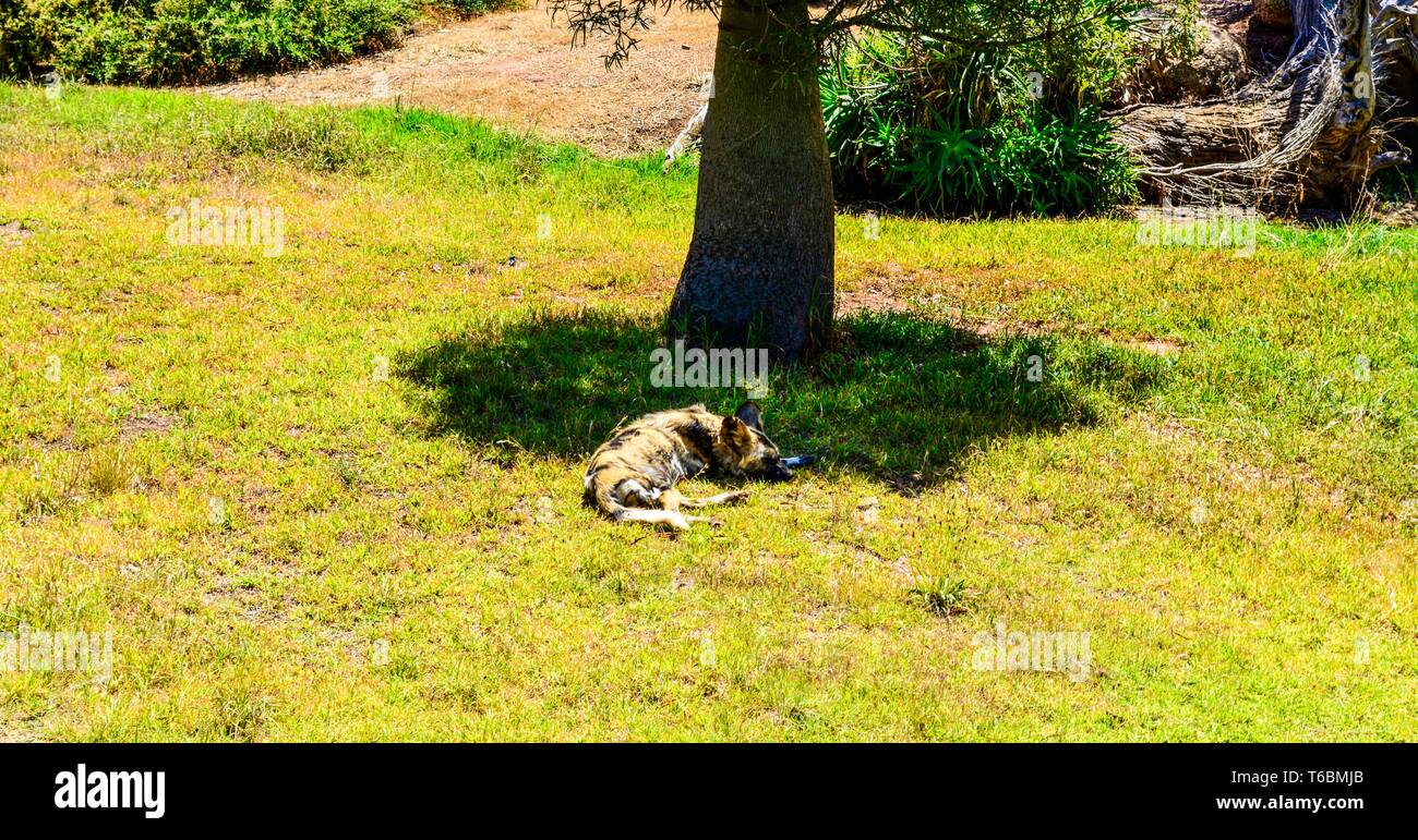 Predetor hi-res stock photography and images - Alamy