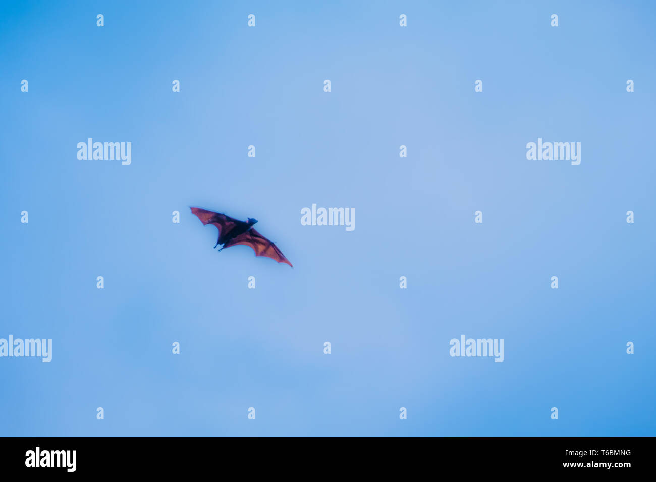 Grey headed flying fox hi-res stock photography and images - Alamy