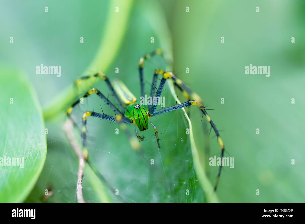 Malagasy green lynx spider (Peucetia madagascariensis Stock Photo - Alamy