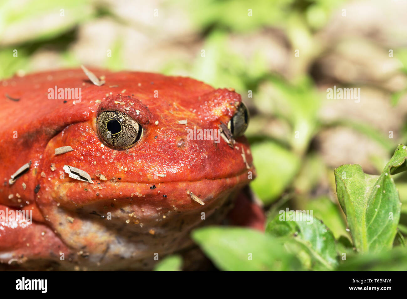 Tomato frogs, Dyscophus antongilii Stock Photo - Alamy