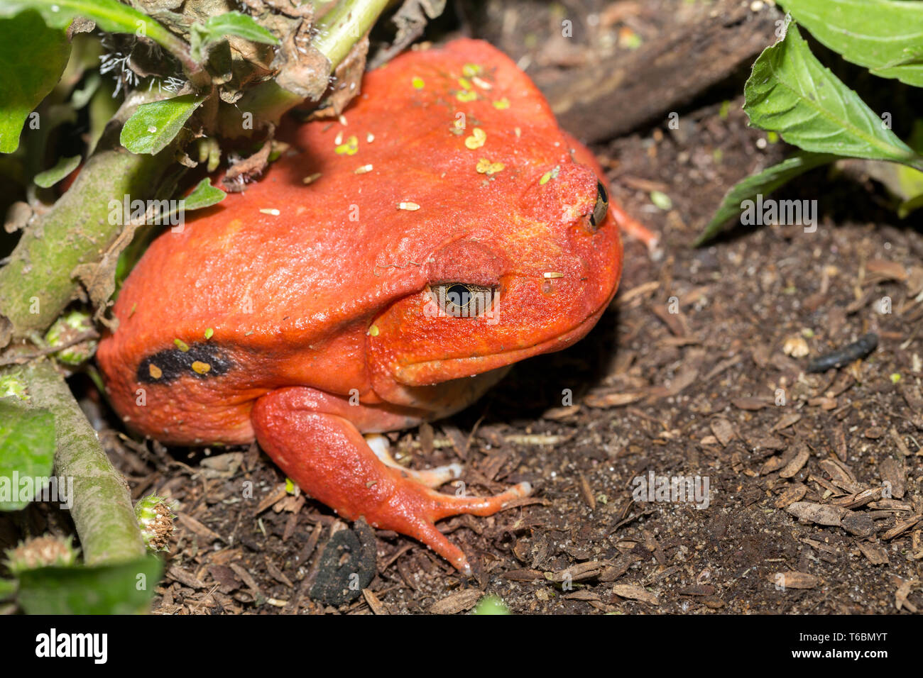 big red Tomato frogs, Dyscophus antongilii Stock Photo - Alamy