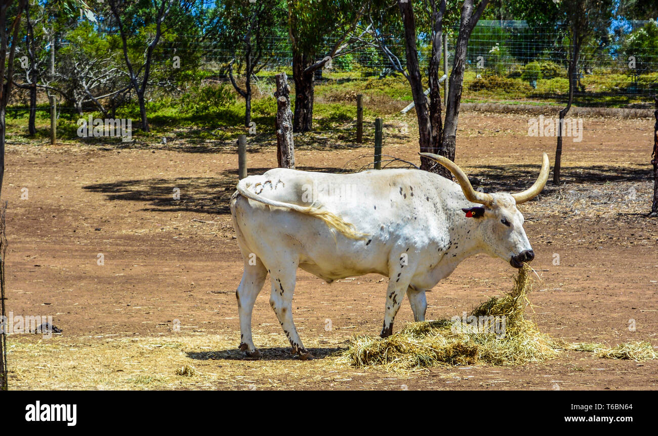 Sanga cow hi-res stock photography and images - Alamy
