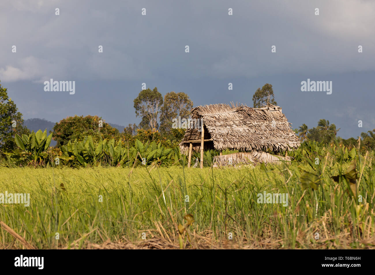 Madagascar traditional rural landscape with hut Stock Photo - Alamy
