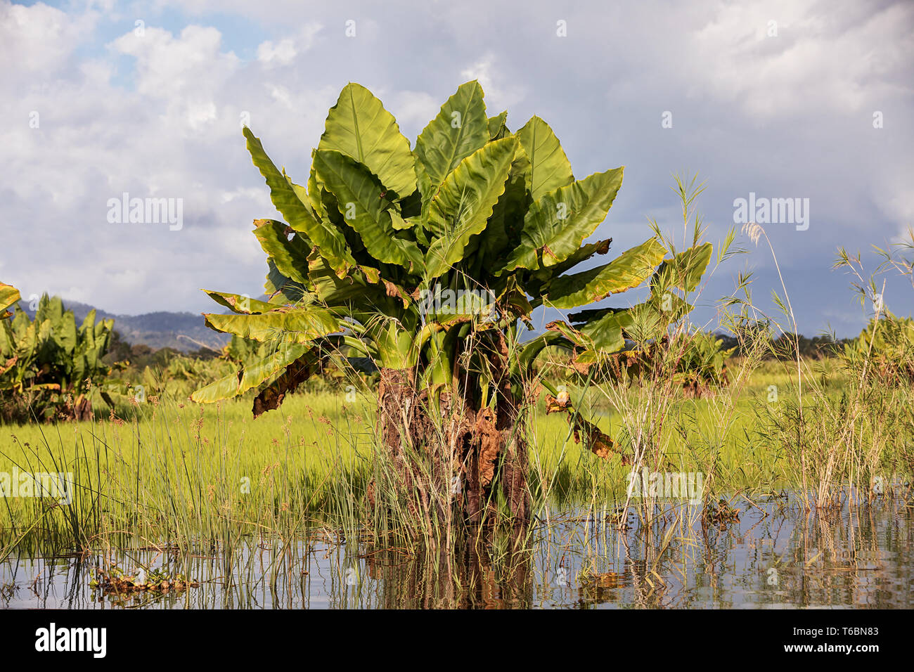 Madagascar traditional river landscape Stock Photo - Alamy