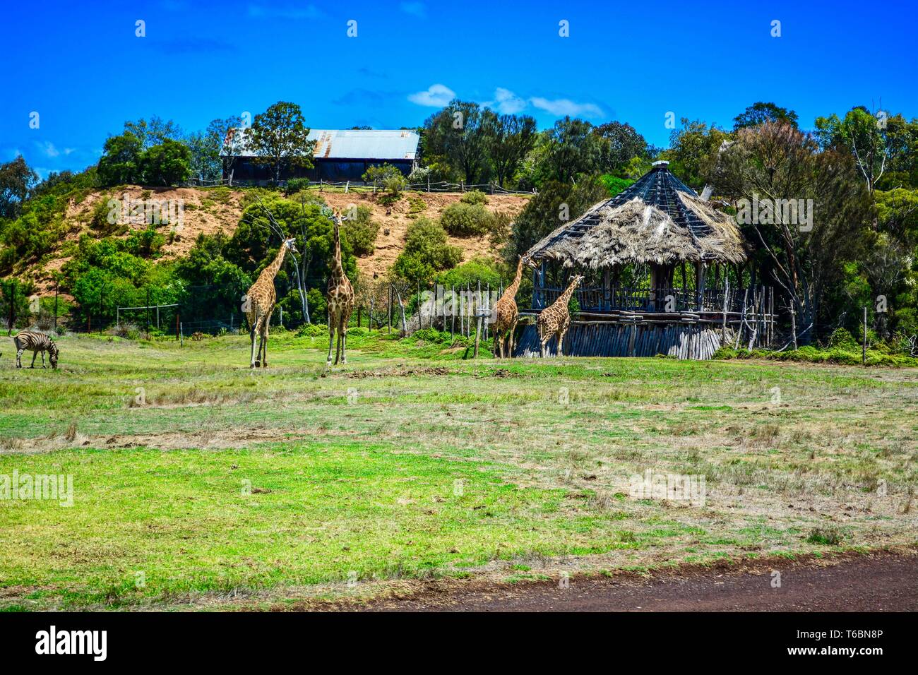 Four giraffes and a zebra in a village setting Stock Photo - Alamy