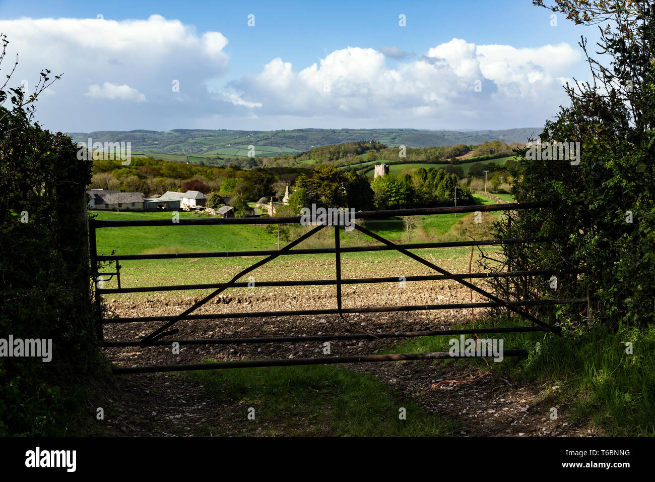 Devon fields,Devon fields and hedgerows,oak trees,A Devon hedge, a ...