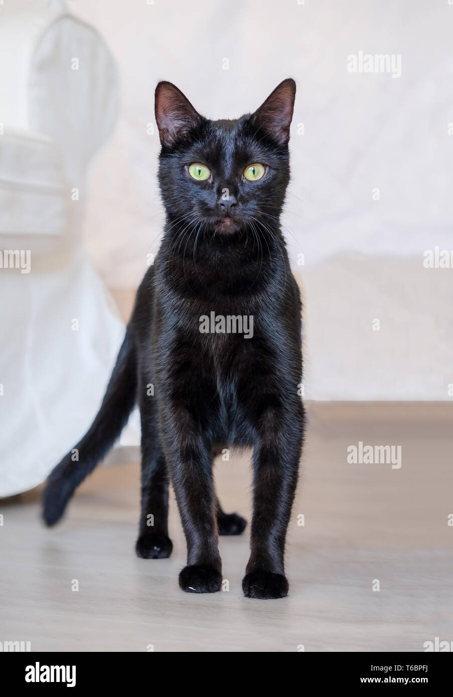 Portrait black cat hi-res stock photography and images - Alamy